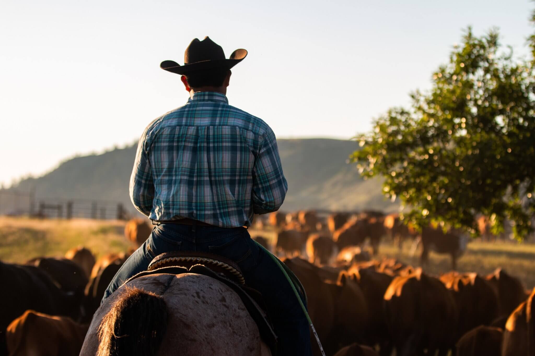 Best Cowboy Hats - A Western Guide